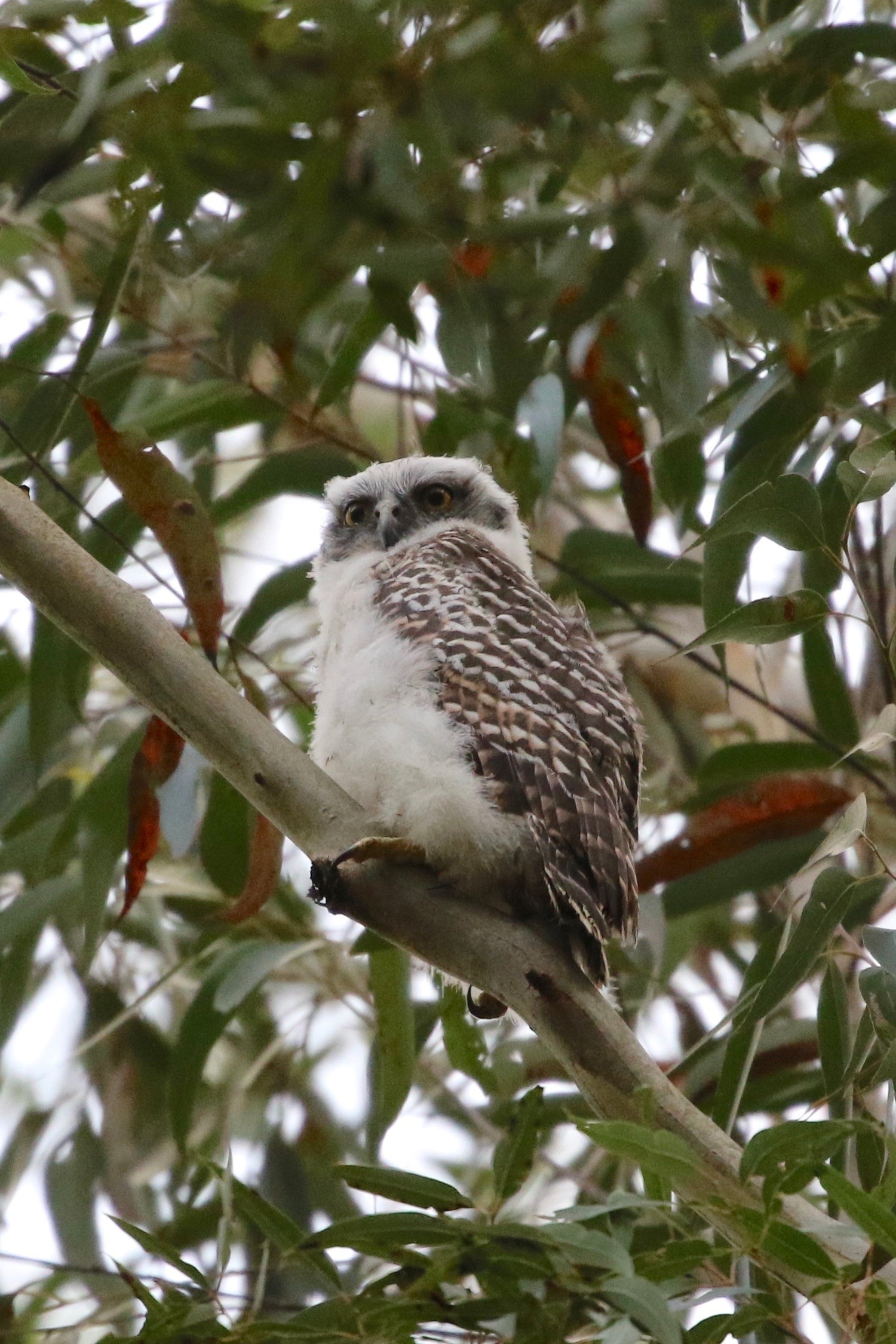 BirdLife Australia's Powerful Owl Project – SHAPES IN THE SAND SWIMWEAR