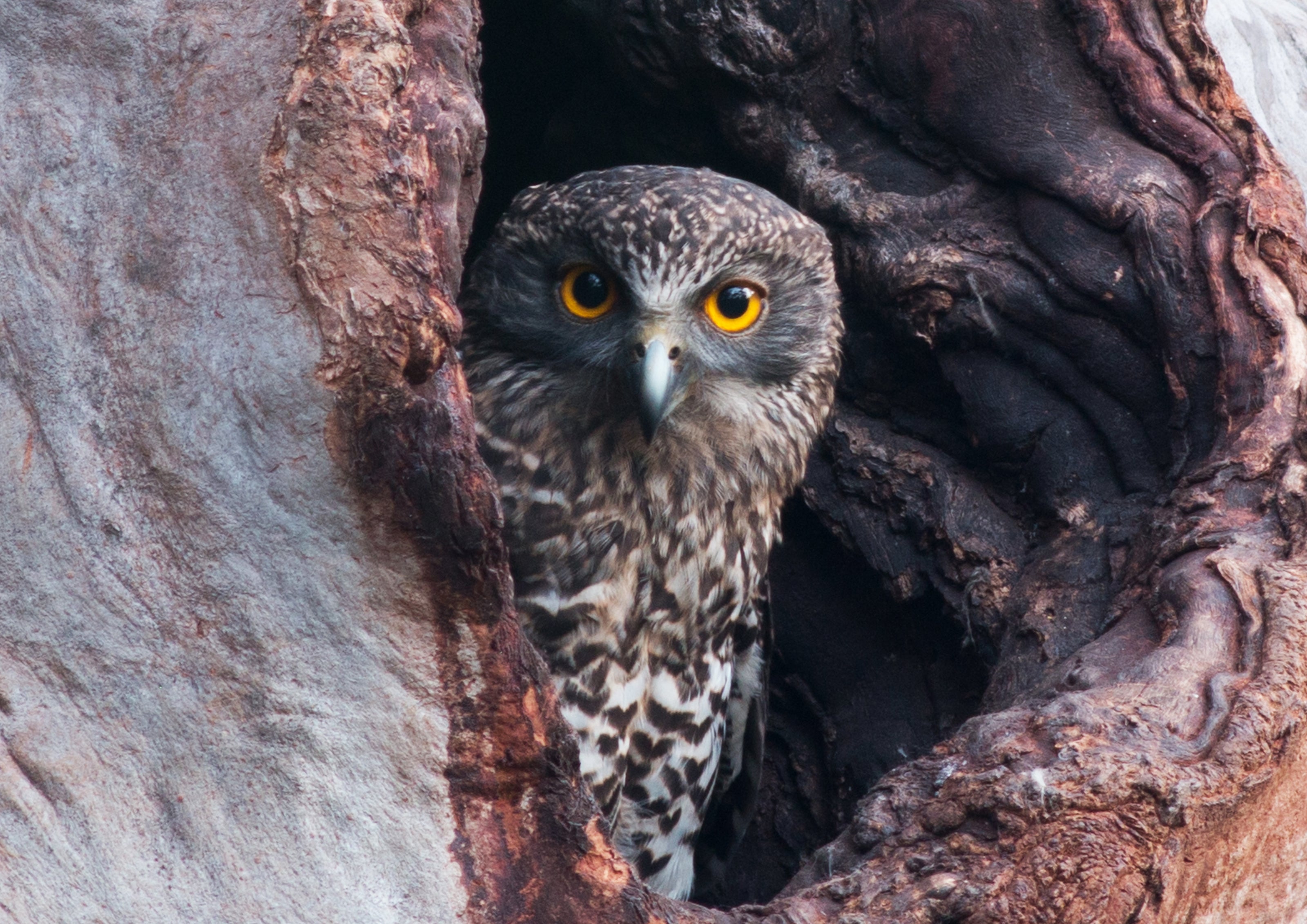BirdLife Australia's Powerful Owl Project – SHAPES IN THE SAND SWIMWEAR