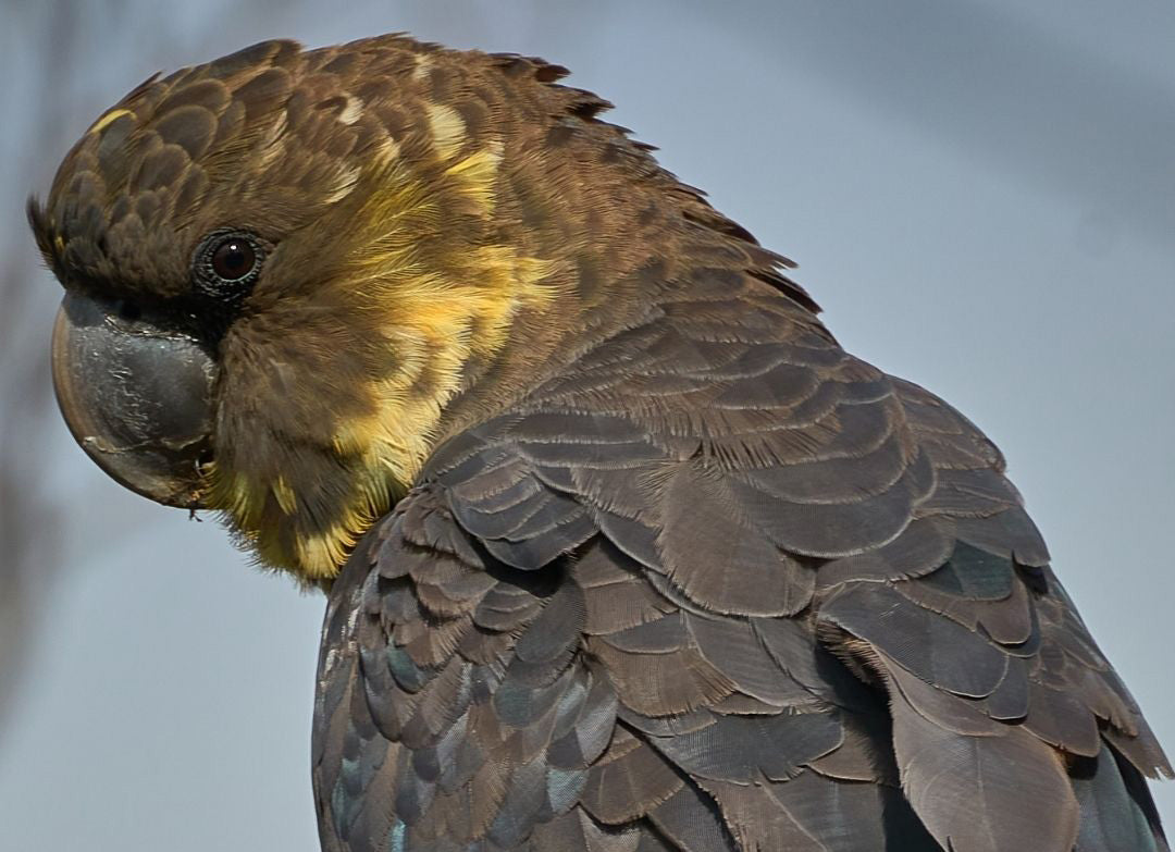 Reversible Bikini Bottom | Melaleuca Meadow - Australian Swimwear ...